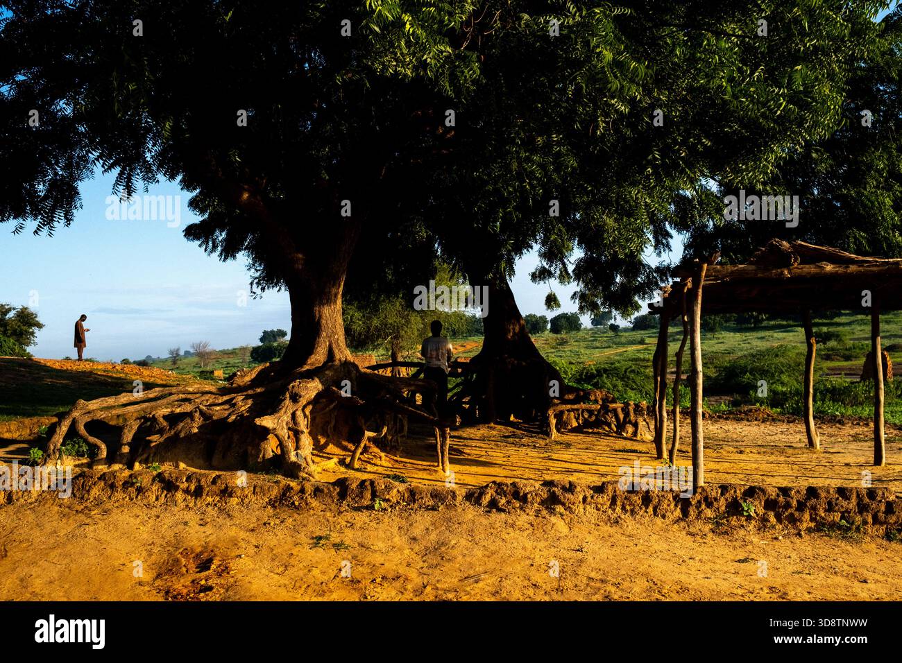Large trees with exposed roots cast shadows on sandy ground as people ...