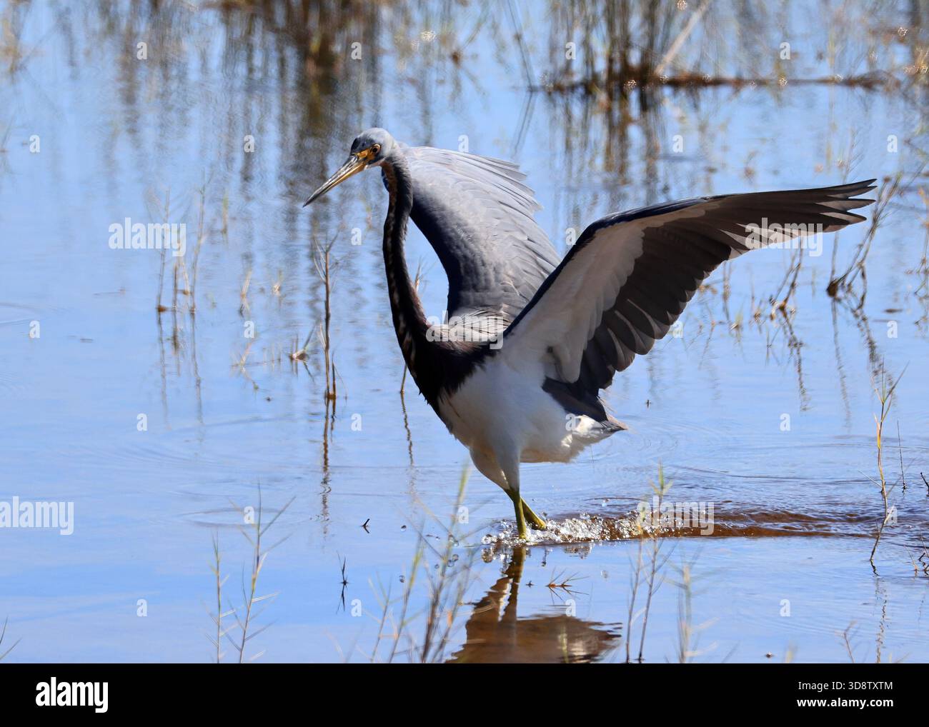 This beautiful bird is captured in its natural habitat, showcasing its ...
