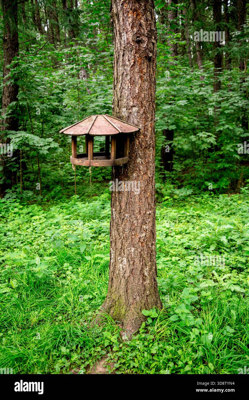 Rustic Wooden Squirrel And Bird Feeder Attached To Tree In Green Forest ...
