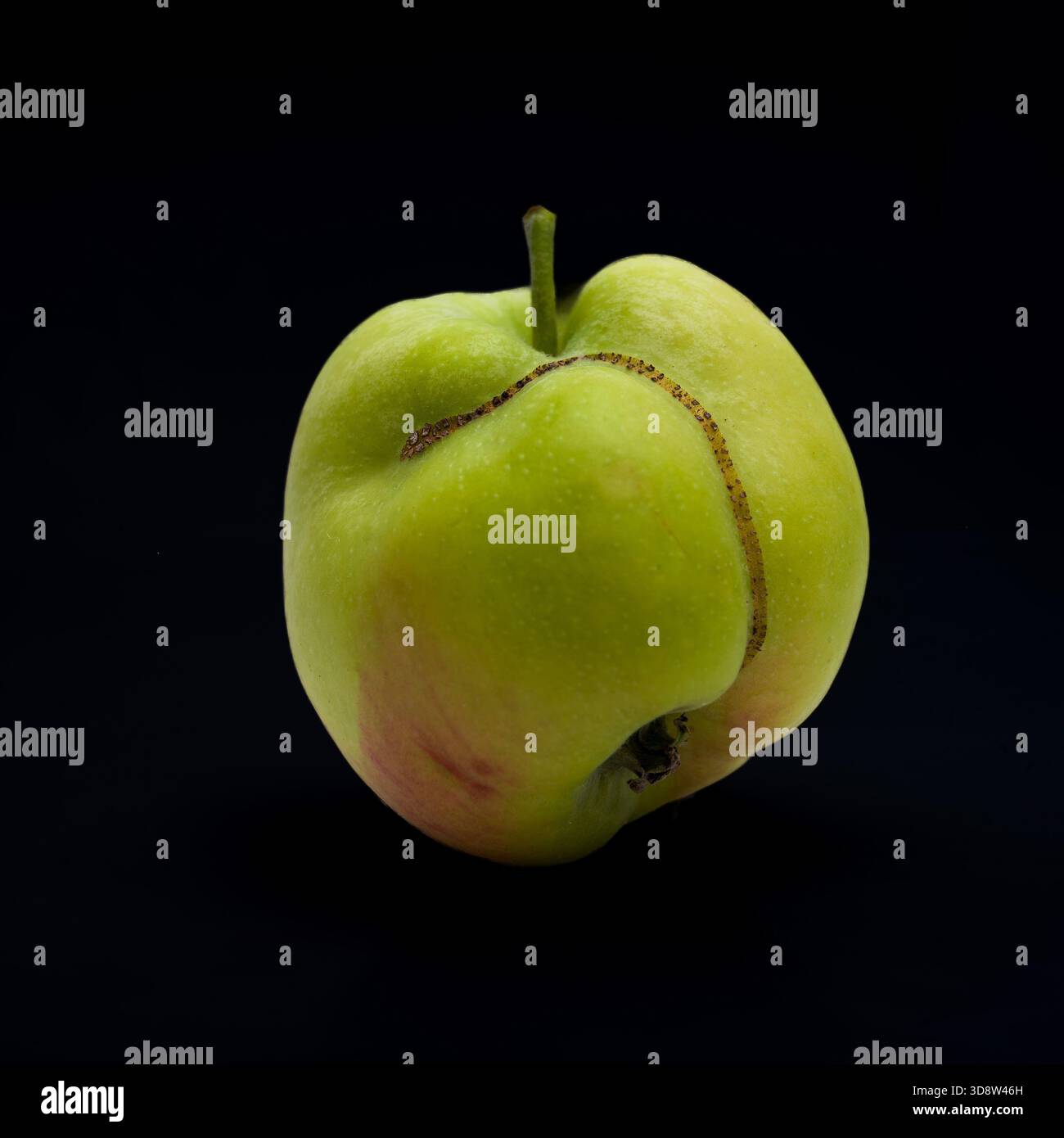 Green apple with unusual shape isolated against a black background ...
