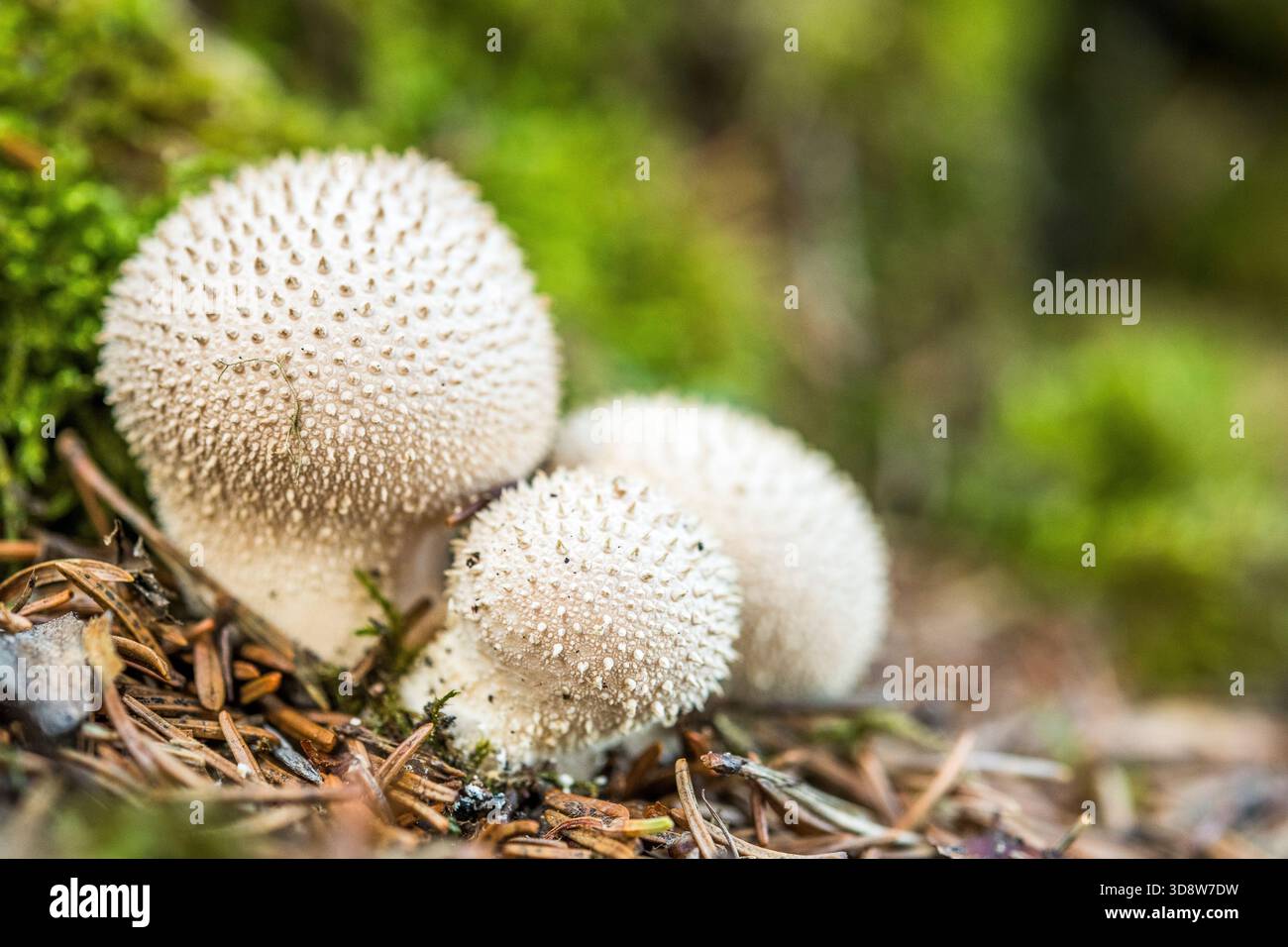 Young pear shaped puffball hi-res stock photography and images - Alamy