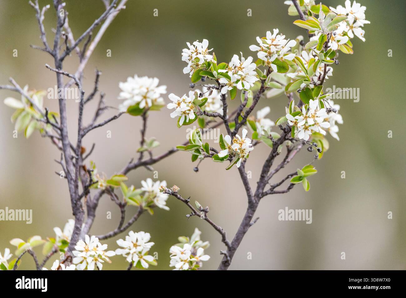 Oval leaved serviceberry hi-res stock photography and images - Alamy