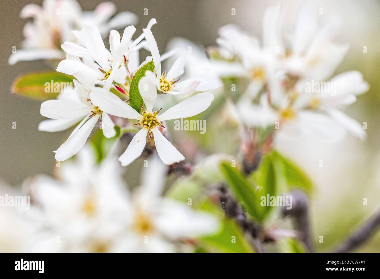 Oval leaved serviceberry hi-res stock photography and images - Alamy