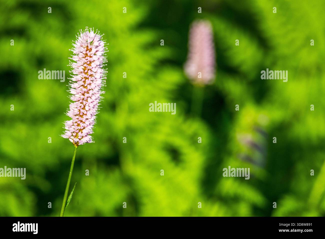 Common Bistort (Bistorta officinalis / Polygonum bistorta) Flowering ...