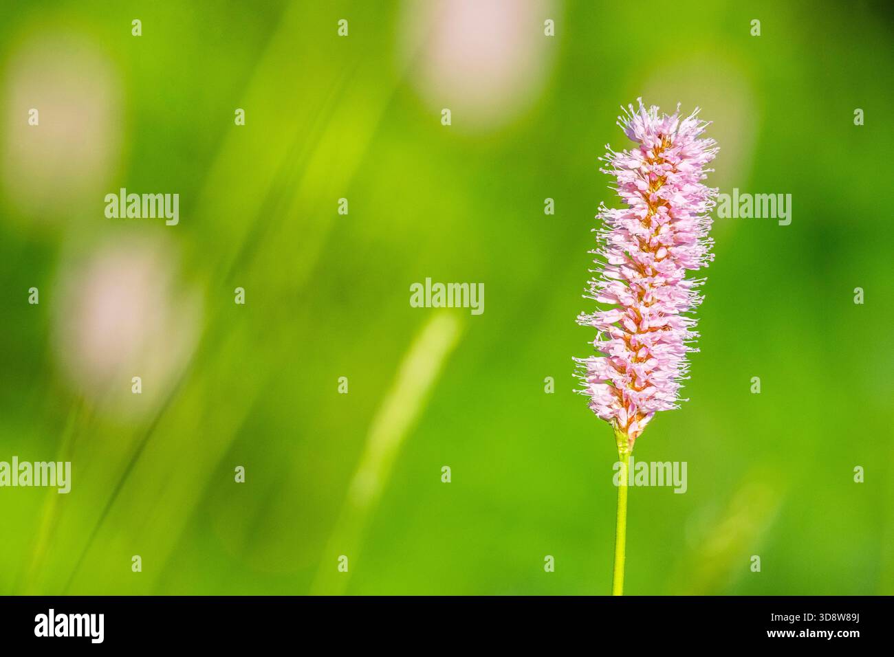 Common Bistort (Bistorta officinalis / Polygonum bistorta) Flowering ...