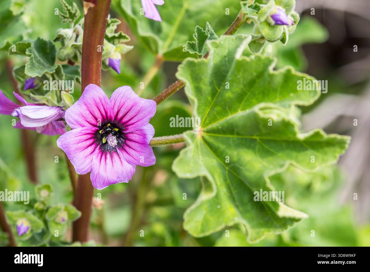 Tree Mallow (Lavatera arborea / Malva arborea) — Flowering Shrub Stock ...