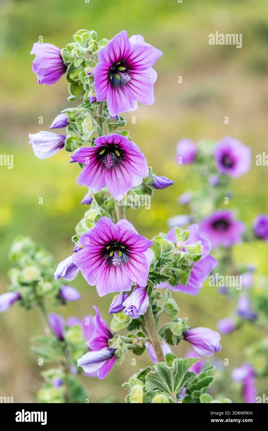 Tree Mallow (Lavatera arborea / Malva arborea) — Flowering Shrub Stock ...