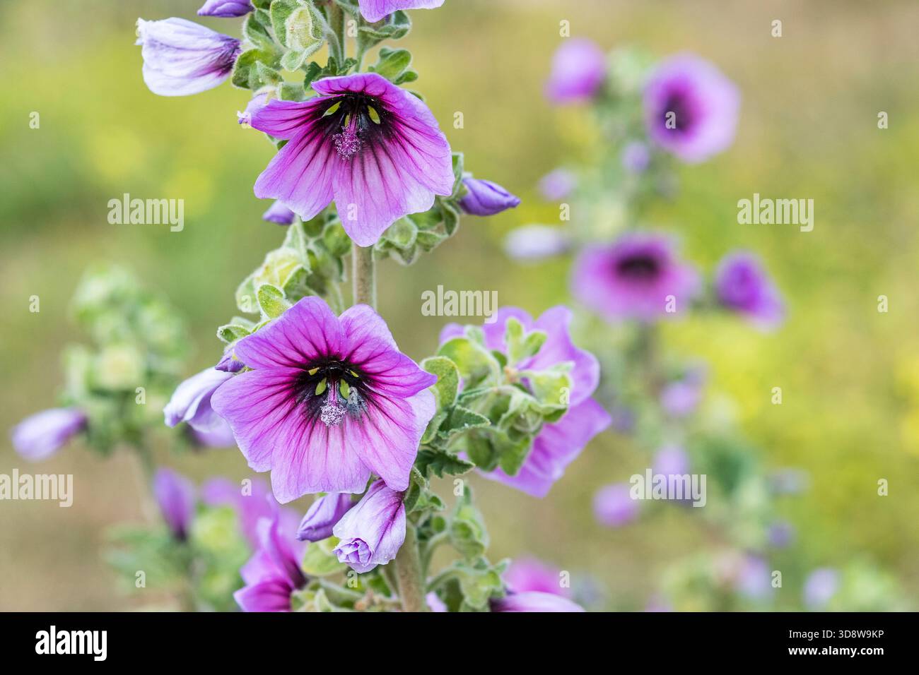 Tree Mallow (Lavatera arborea / Malva arborea) — Flowering Shrub Stock ...