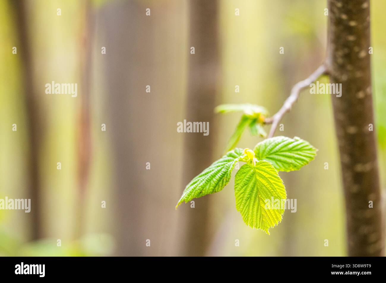 Common Hazel (Corylus avellana) Foliage Stock Photo - Alamy