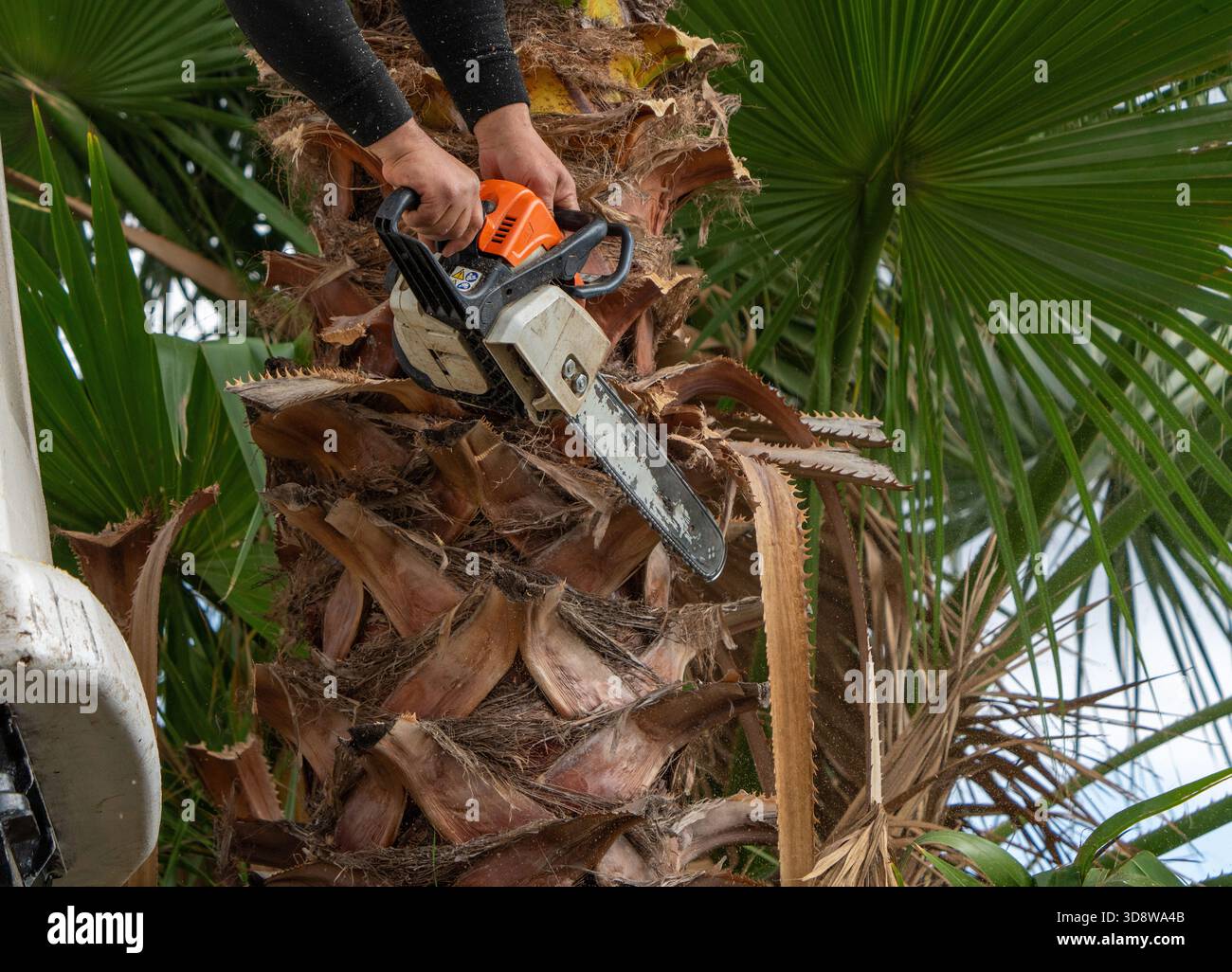 Gardener pruning palm tree hi-res stock photography and images - Alamy