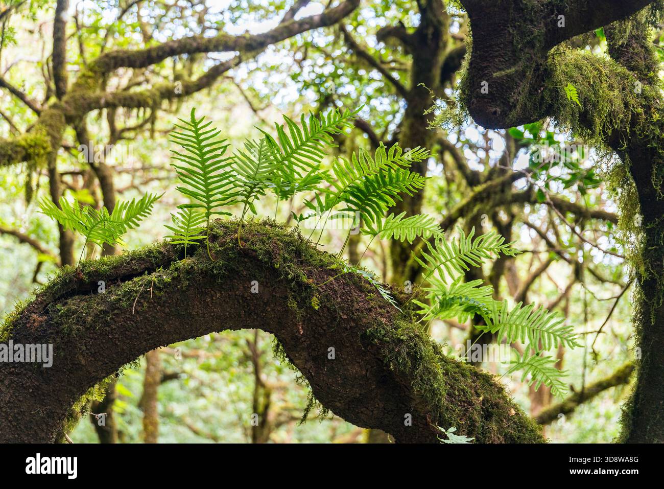 Polypodium genus hi-res stock photography and images - Alamy