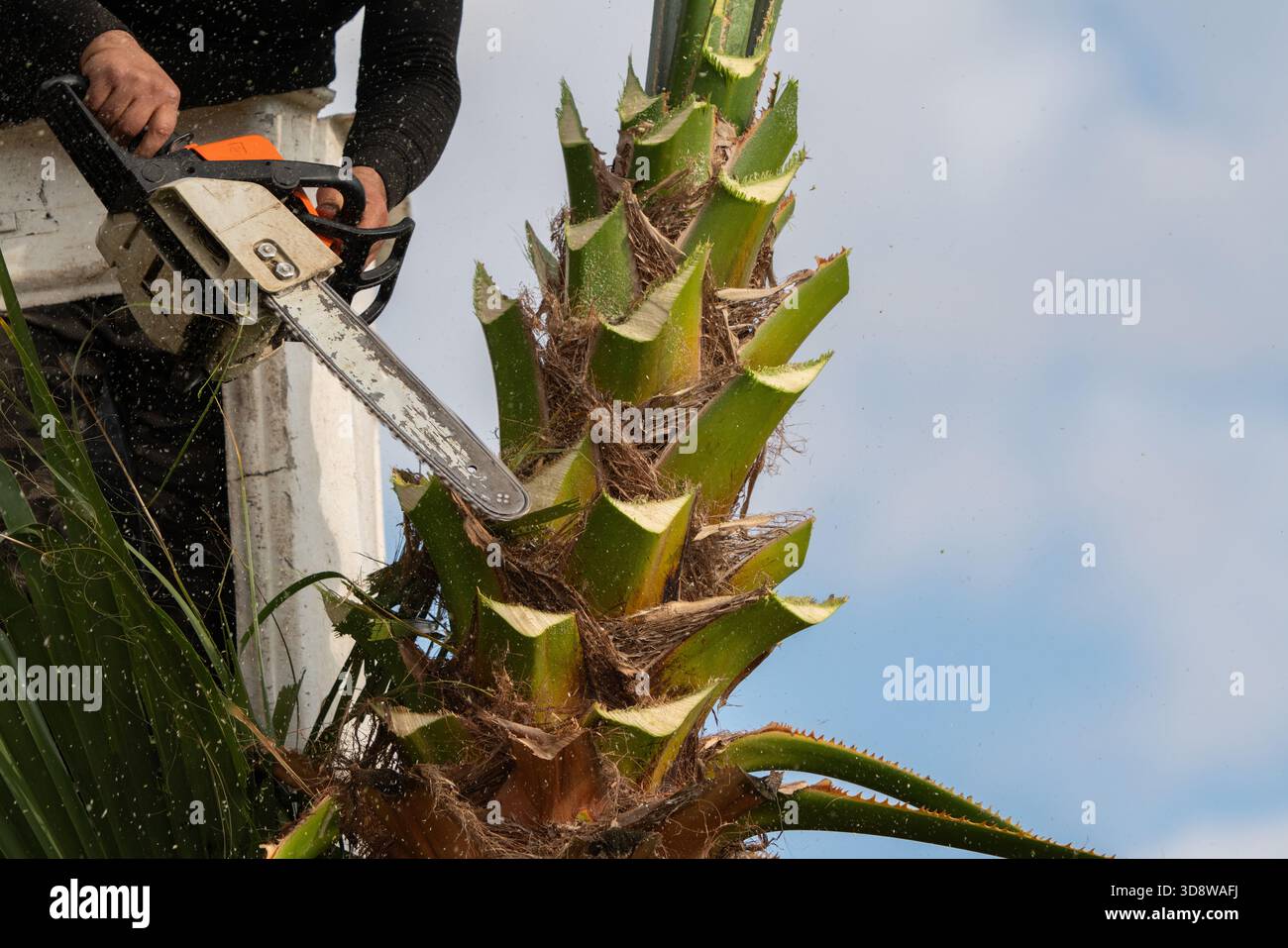 Arborist up palm tree hi-res stock photography and images - Alamy