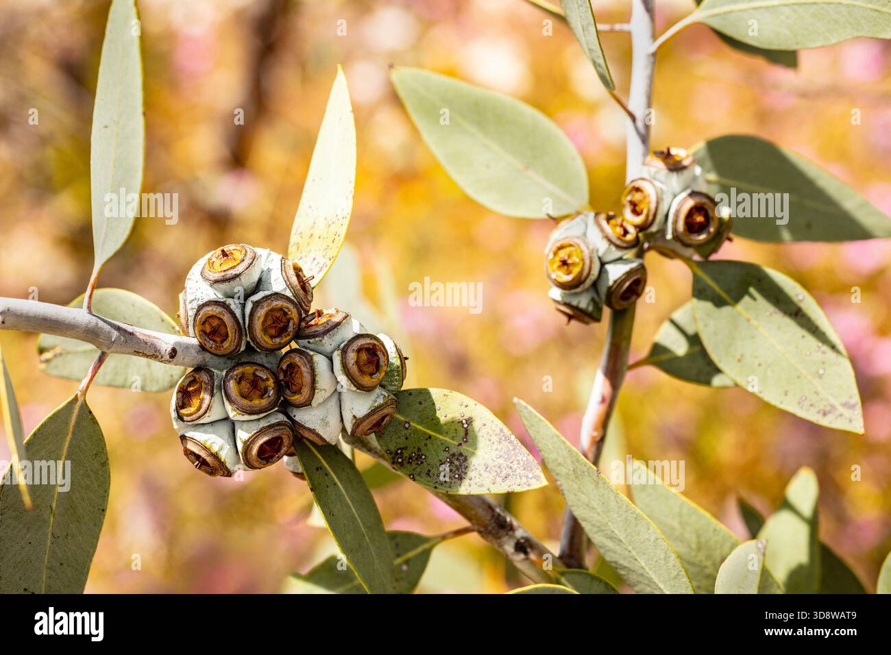 Dynamic close up plant portrait of Eucalyptus Oxymitra x Sessilis ...