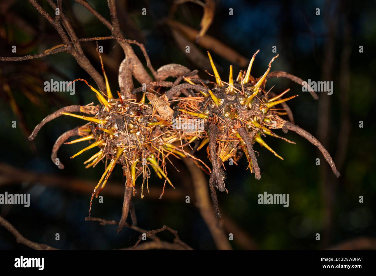 Found on coastal slopes creek lines cliff tops hi-res stock photography ...