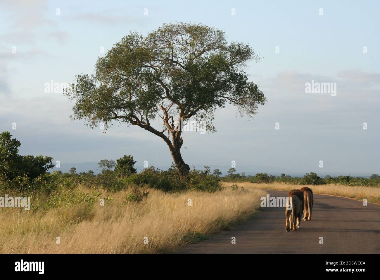 Lionbrothers hi-res stock photography and images - Alamy