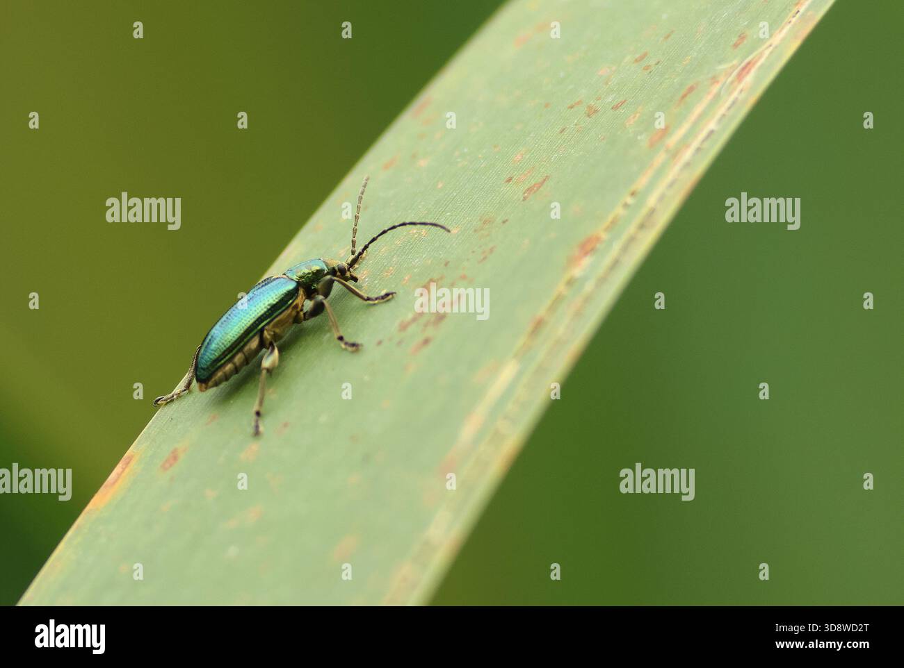 Photographs reed hi-res stock photography and images - Alamy