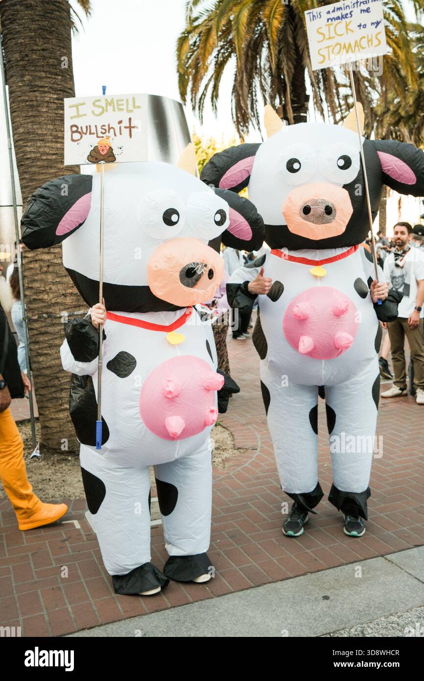 Inflatable cows holding protest signs for No Kings protest. Protesters ...
