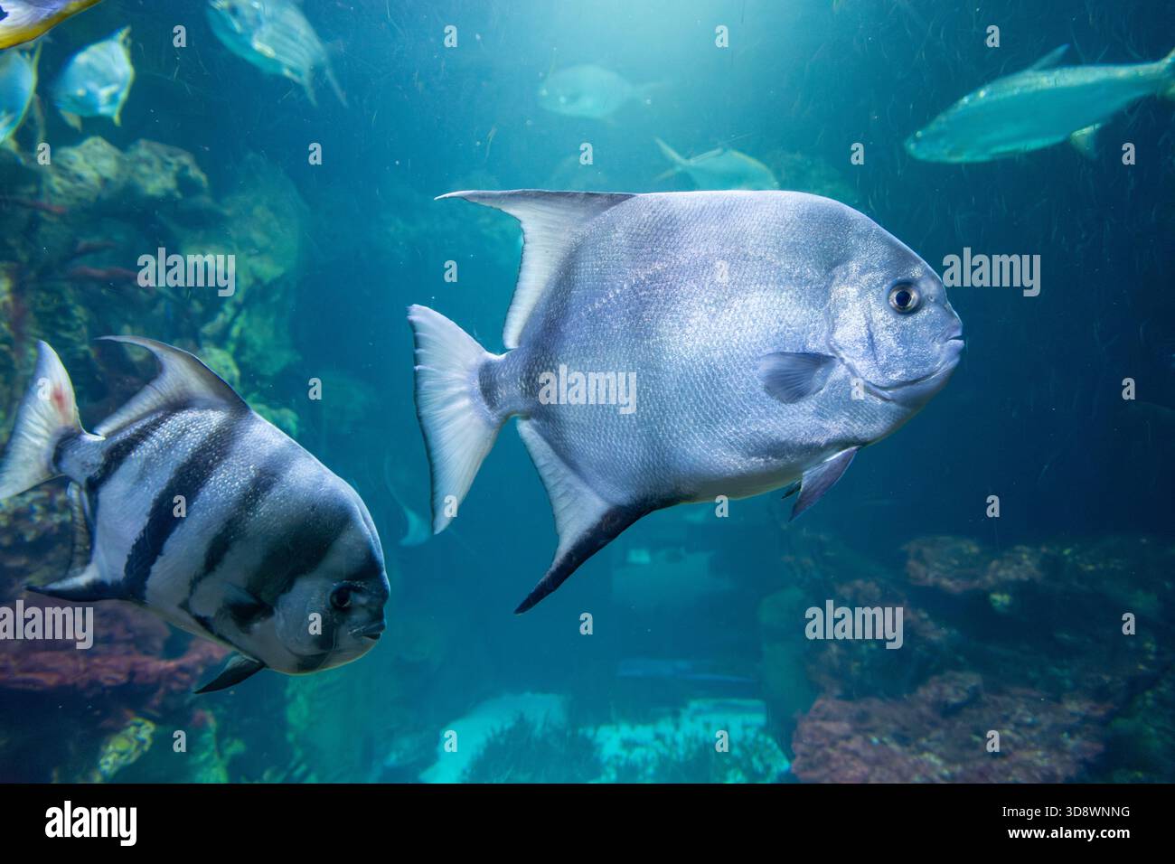 Underwater shot of Atlantic spadefish, a species of marine ray-finned ...