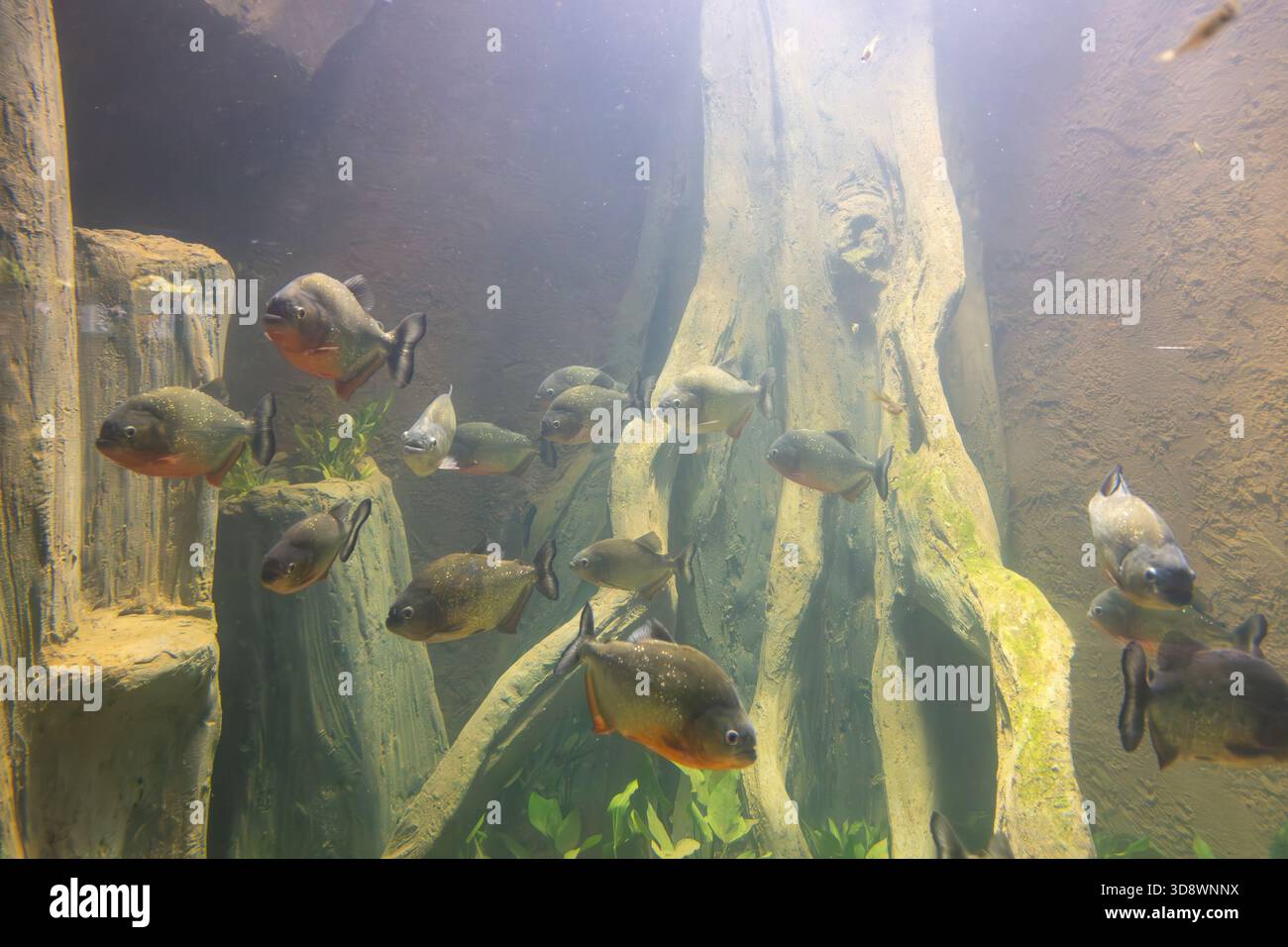 Group red bellied piranhas swimming hi-res stock photography and images ...