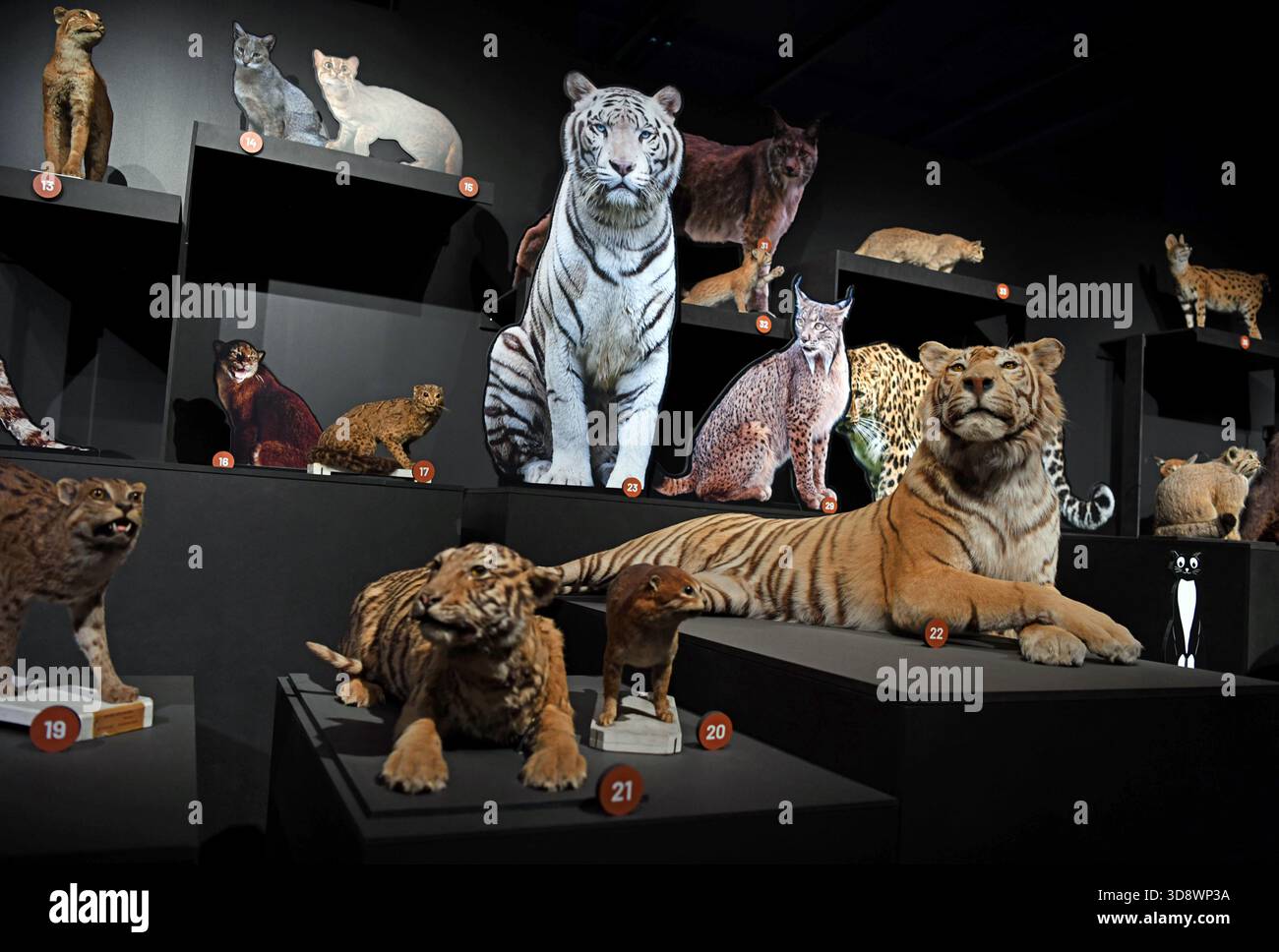 Fierce: The Story of Cats exhibit at the Museum of Natural History in ...