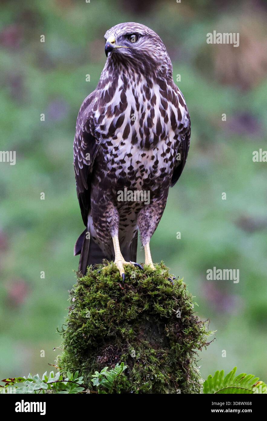 A Common Buzzard is seen near Kirkcudbright, Dumfries & Galloway ...