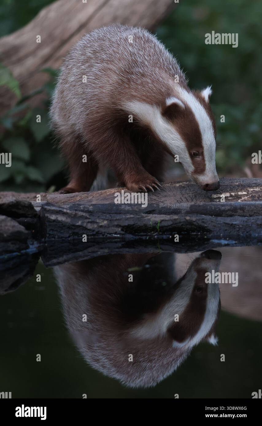 An Erythristic badger is seen near Burton on Trent on Wednesday 27th ...