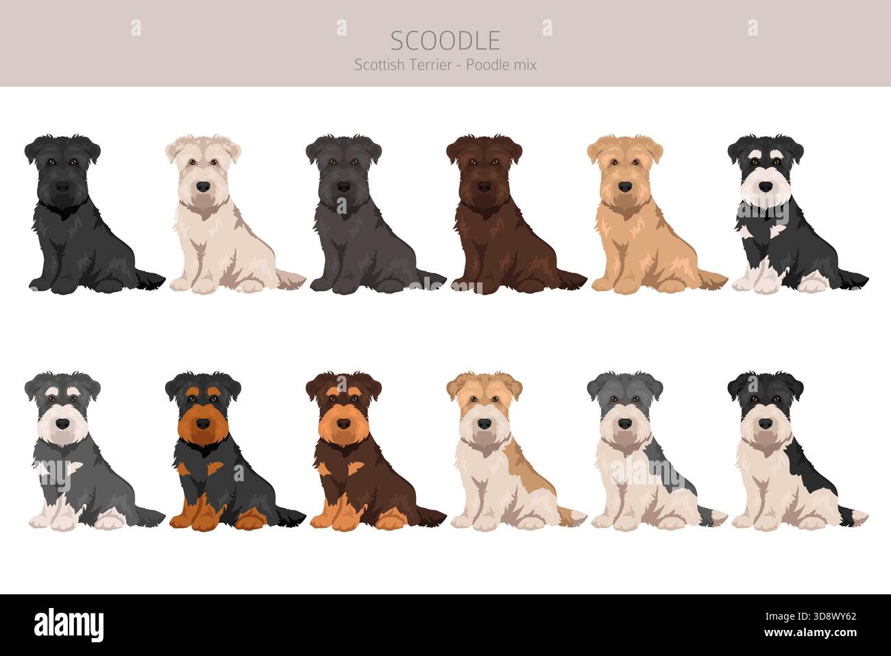 Scoodle, Scottiepoo clipart. Scottish terrier Poodle mix. Different ...