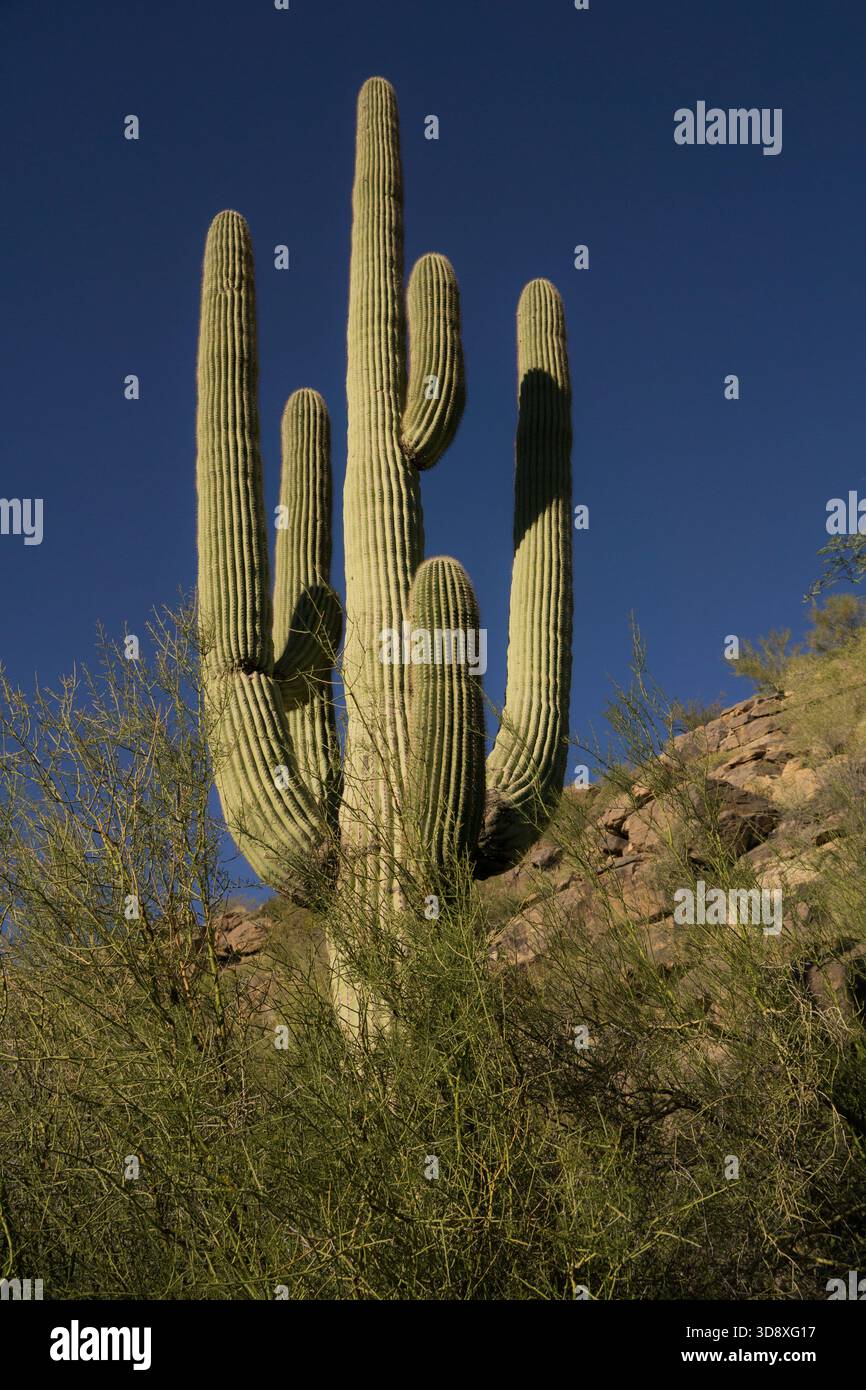 The saguaro an arborescent (tree-like) cactus species in the monotypic ...