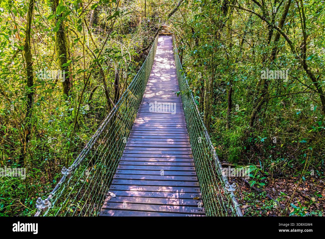 A view of a rope bridge over the Blyde River at the bottom of the gorge ...