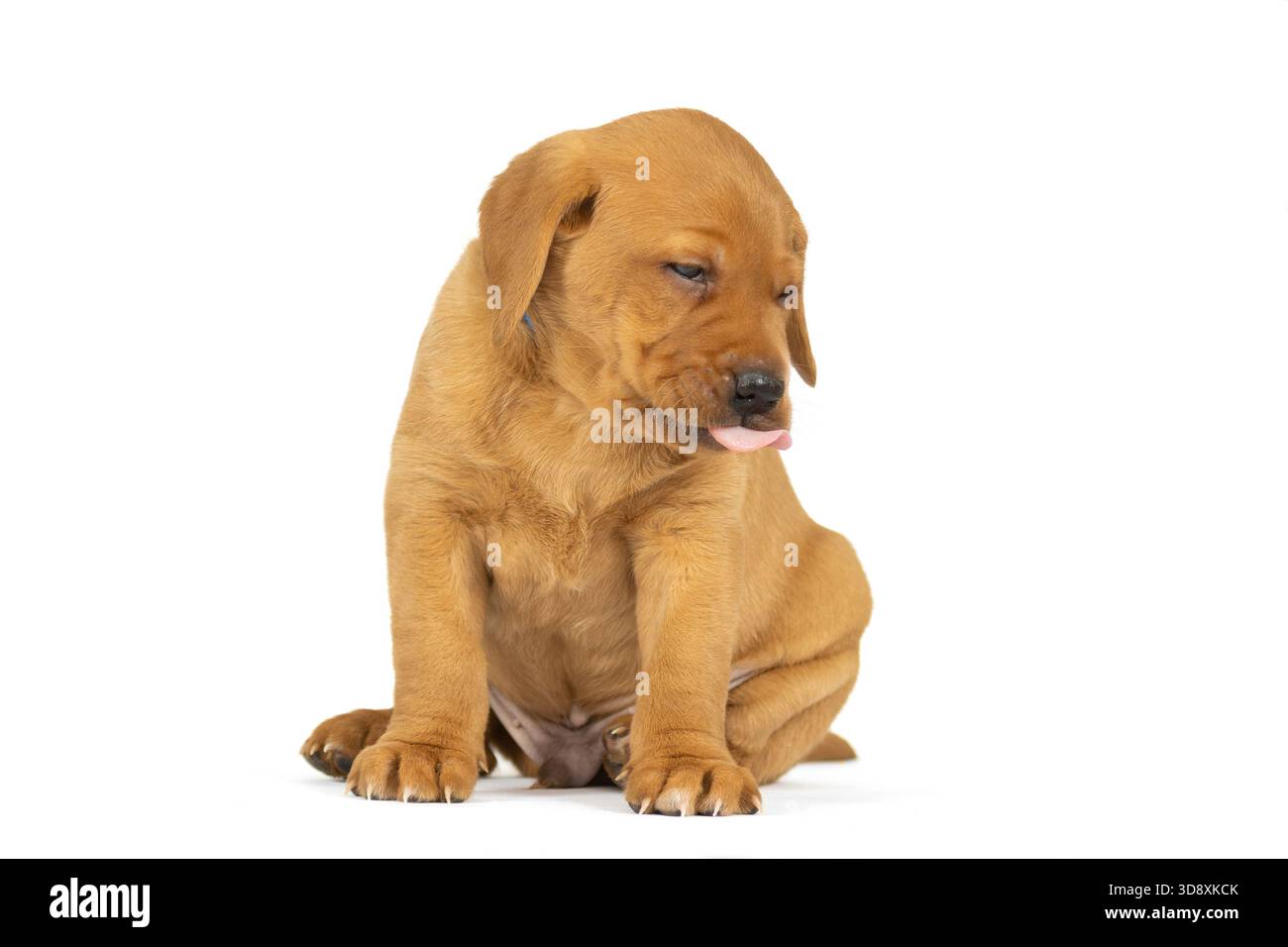 Adorable young red fox Cut Out Stock Images & Pictures - Alamy