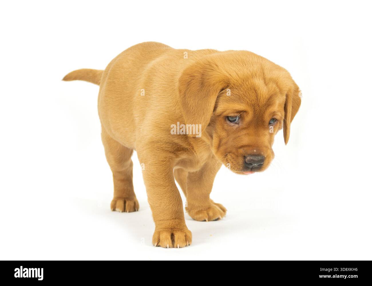 Adorable young red fox Cut Out Stock Images & Pictures - Alamy