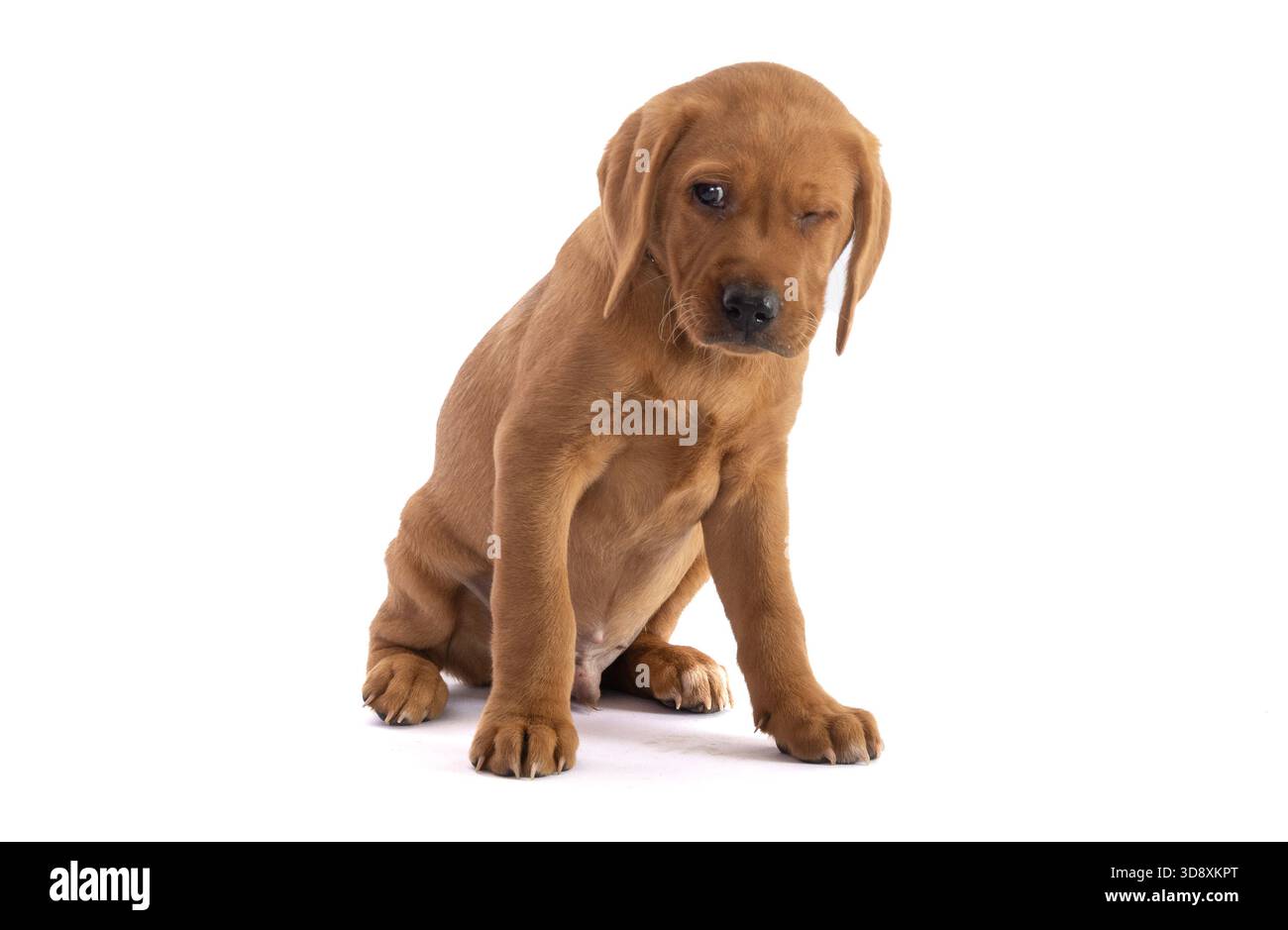 Adorable young red fox Cut Out Stock Images & Pictures - Alamy