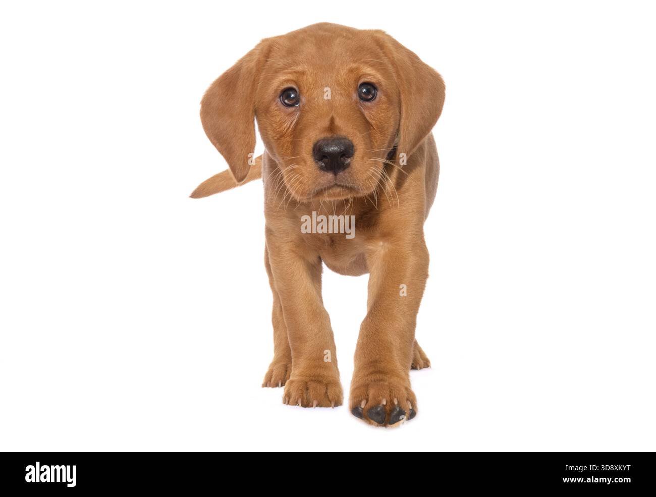 Adorable young red fox Cut Out Stock Images & Pictures - Alamy