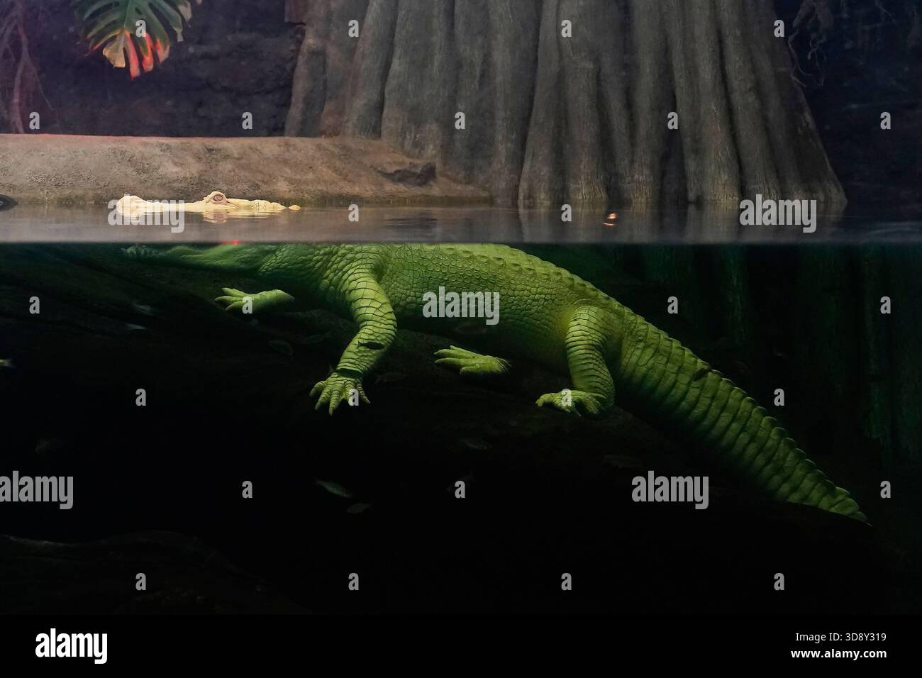 FILE - Claude, an albino alligator, is shown at the California Academy ...