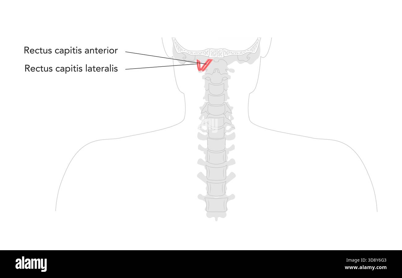 Longus capitis muscle in human hi-res stock photography and images - Alamy