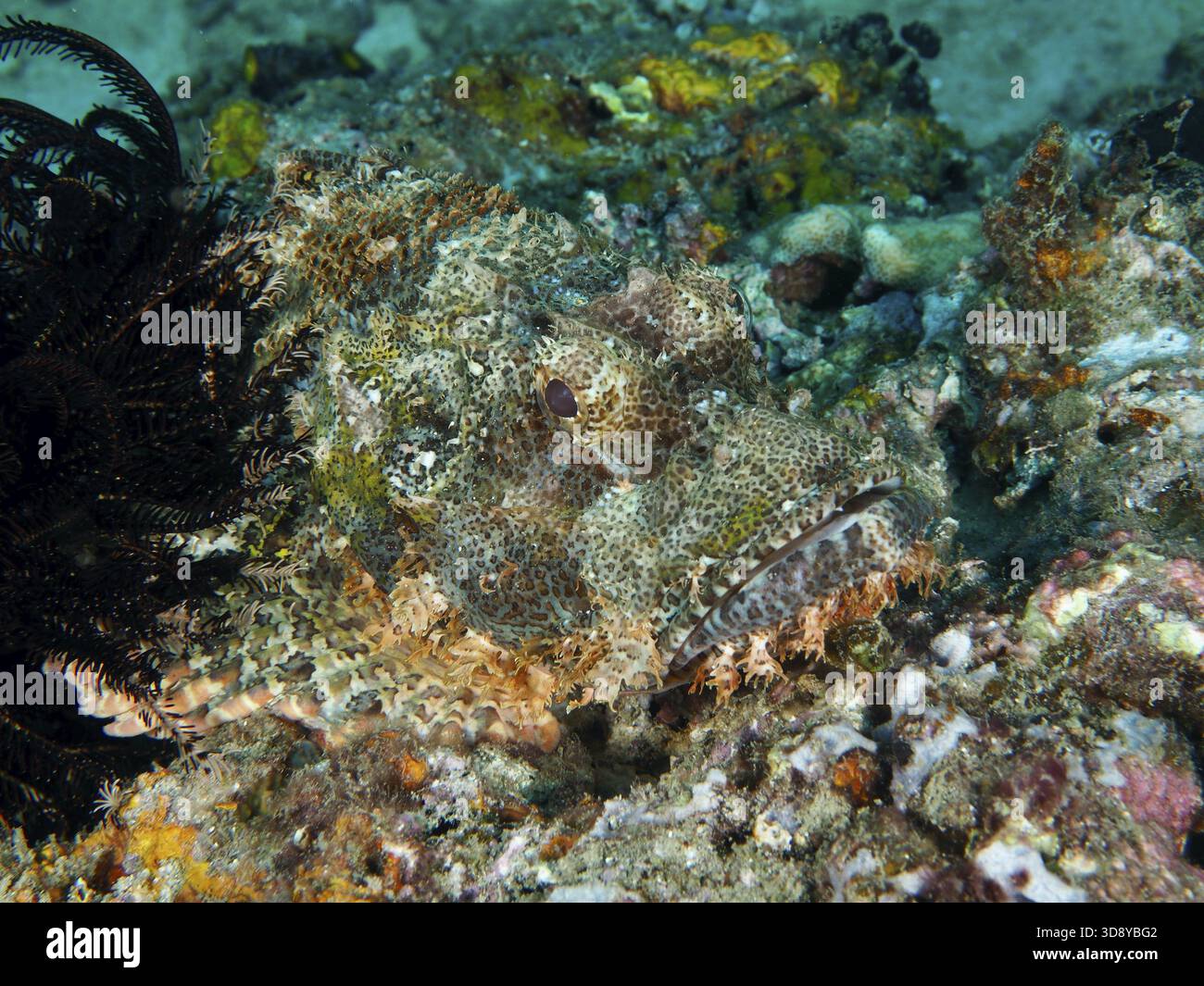 Well-disguised Papua dragon head (Scorpaenopsis papuensis) hiding in a ...