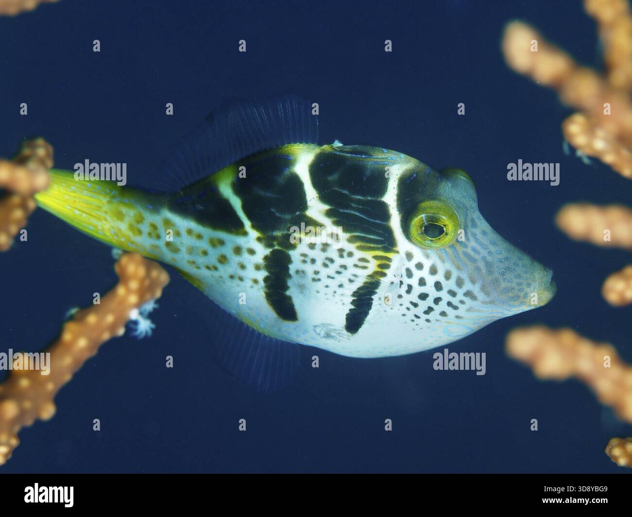 Small filefish, mimicry filefish (Paraluteres prionurus) with yellow ...