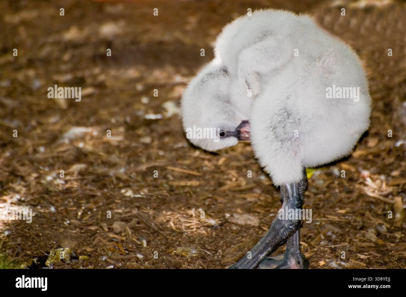 Flaminglet hi-res stock photography and images - Alamy
