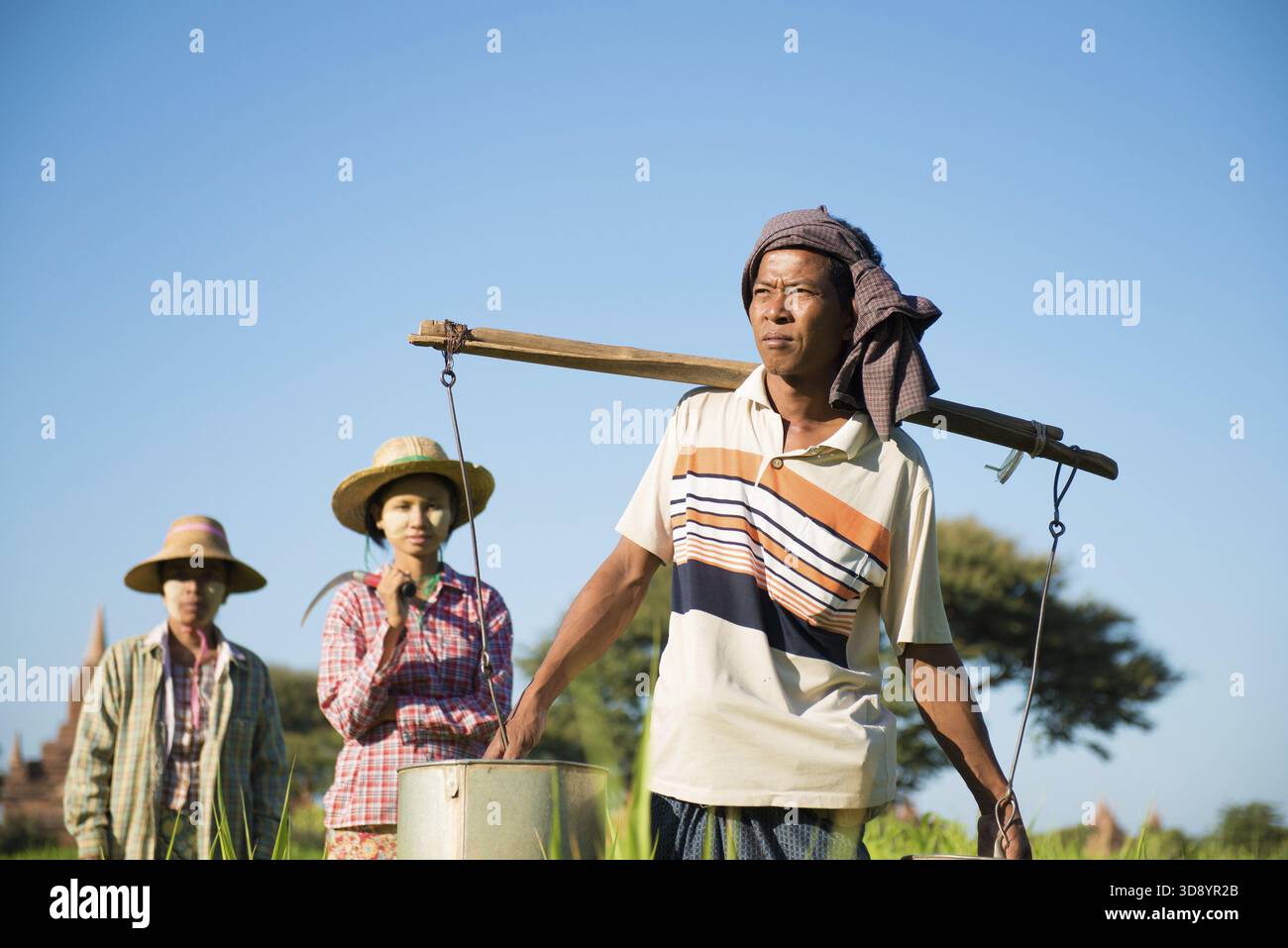 Group of Traditional Asian farmers working in paddy field Stock Photo ...