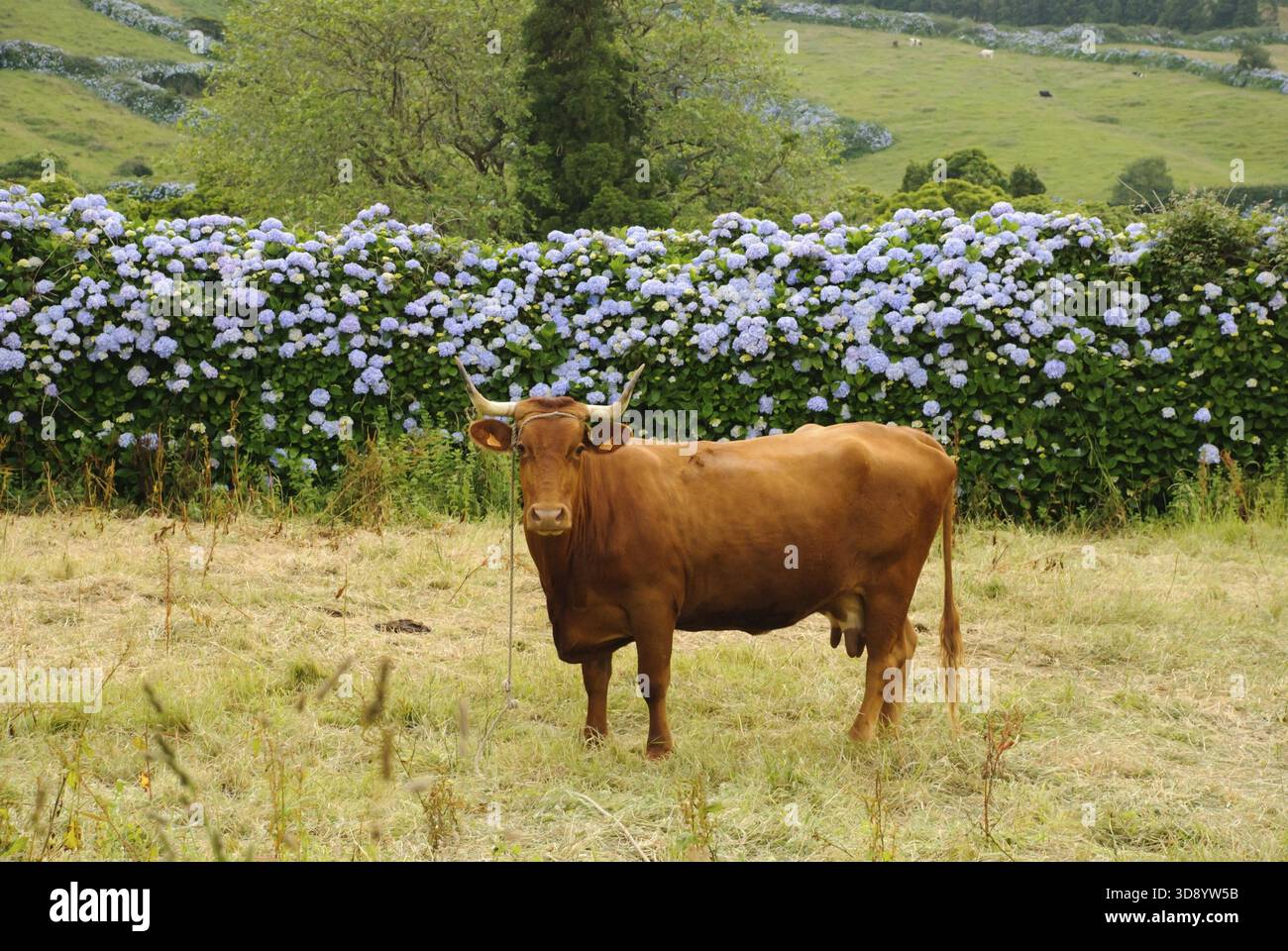 Portuguese azorean hi-res stock photography and images - Alamy