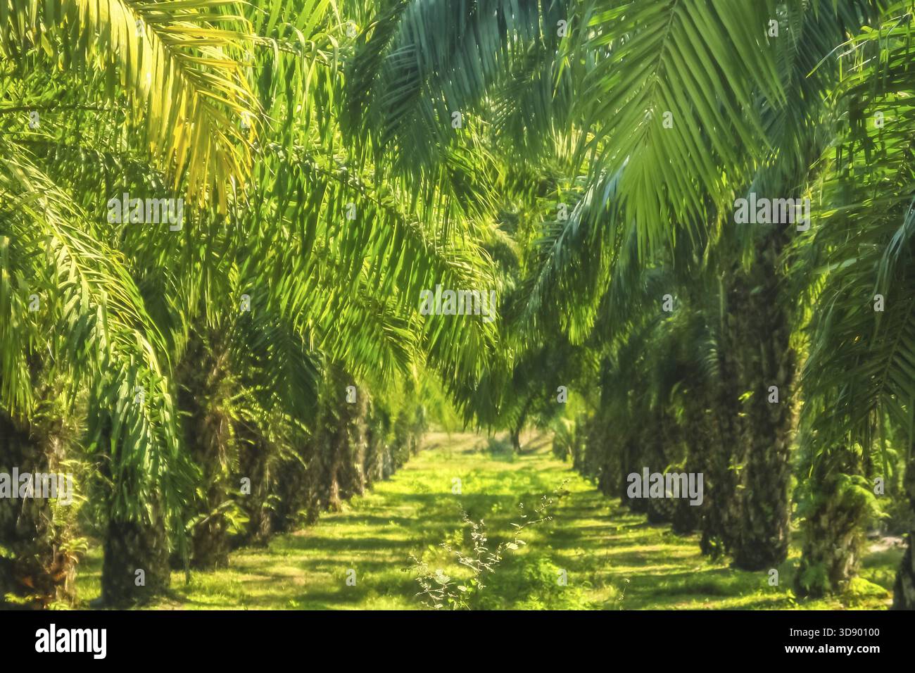 Raw of palmtrees in a coconut trees plantation in Thailand Stock Photo ...
