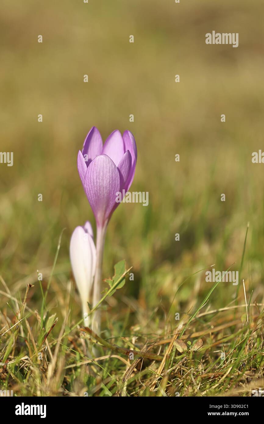 Autumn crosses (Colchicum autumnale), timeless plants (Colchica) half ...
