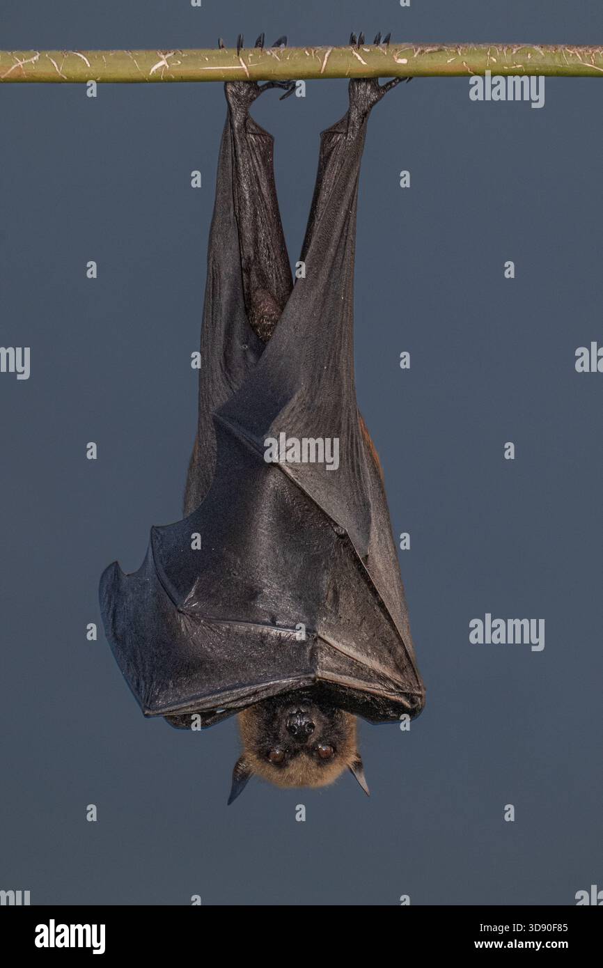 A flying fox (fruit bat) resting in a tropical forest during daylight ...