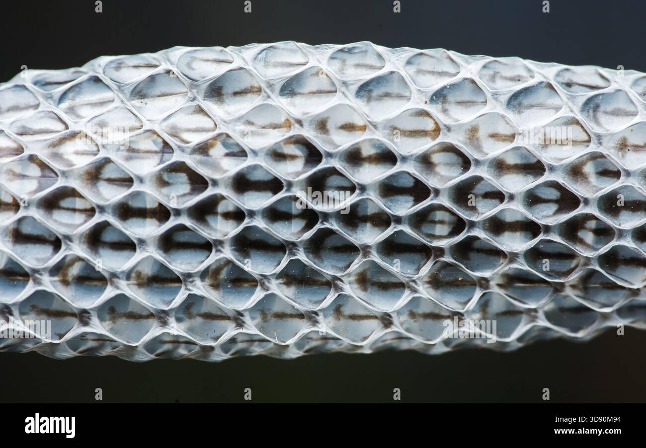Shed snake skin close-up showing translucent, detailed scale patterns ...