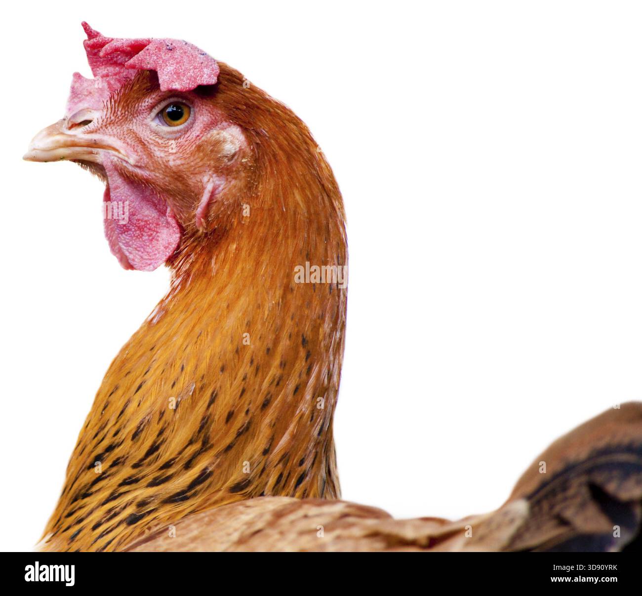 Curious hen studio hi-res stock photography and images - Alamy