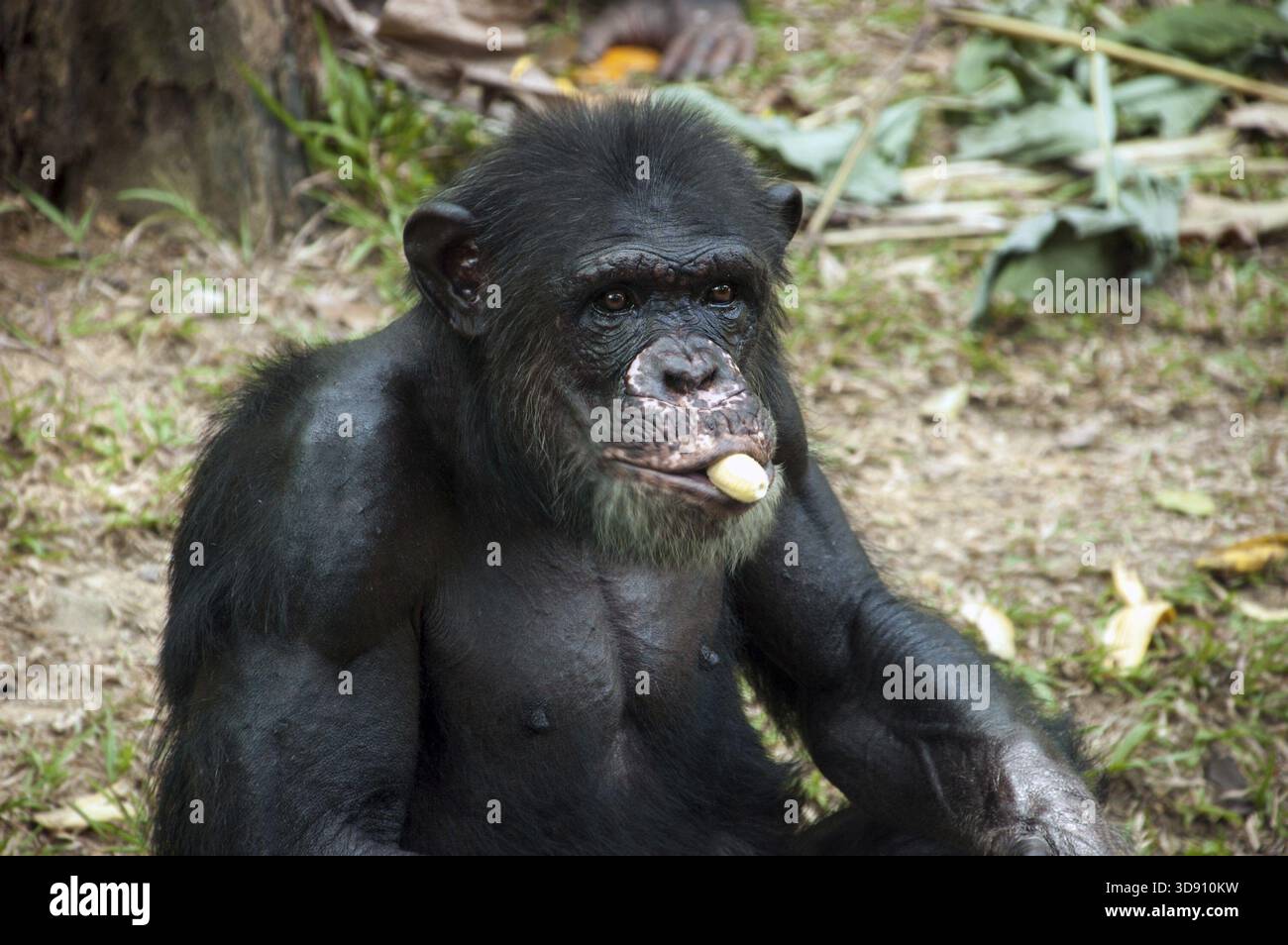 Portrait of chimpanzee eating banana in zoo, Malaysia Stock Photo - Alamy