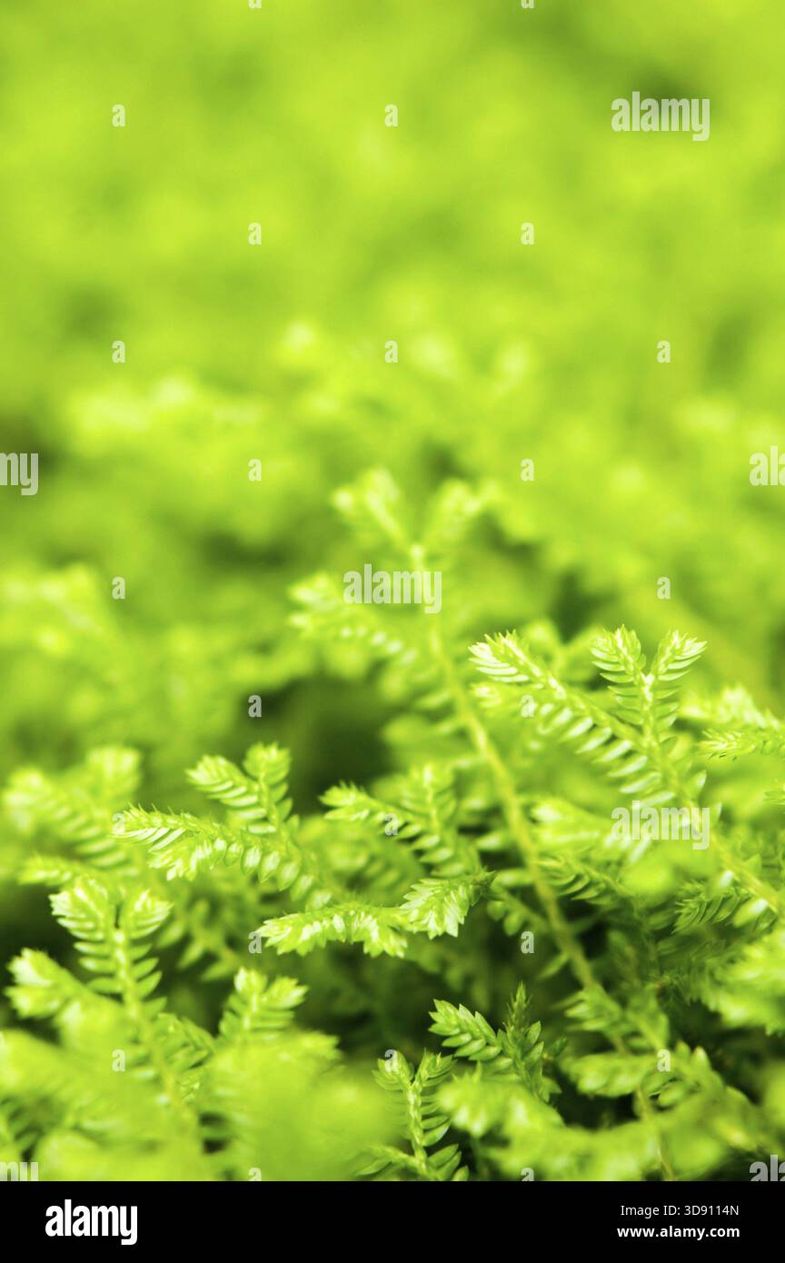 Primary ferns hi-res stock photography and images - Alamy