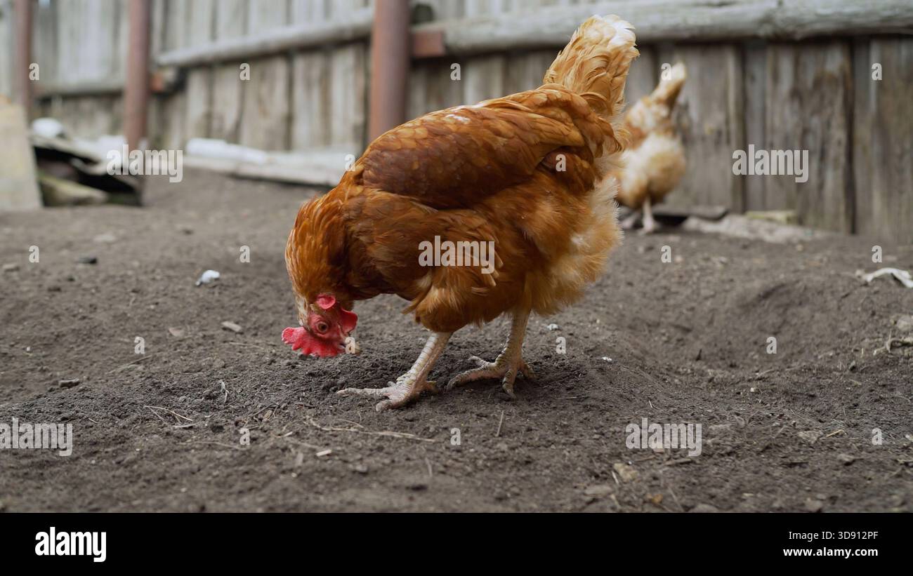 Several red farm chicken walk in yard the countryside. Brown chickens ...