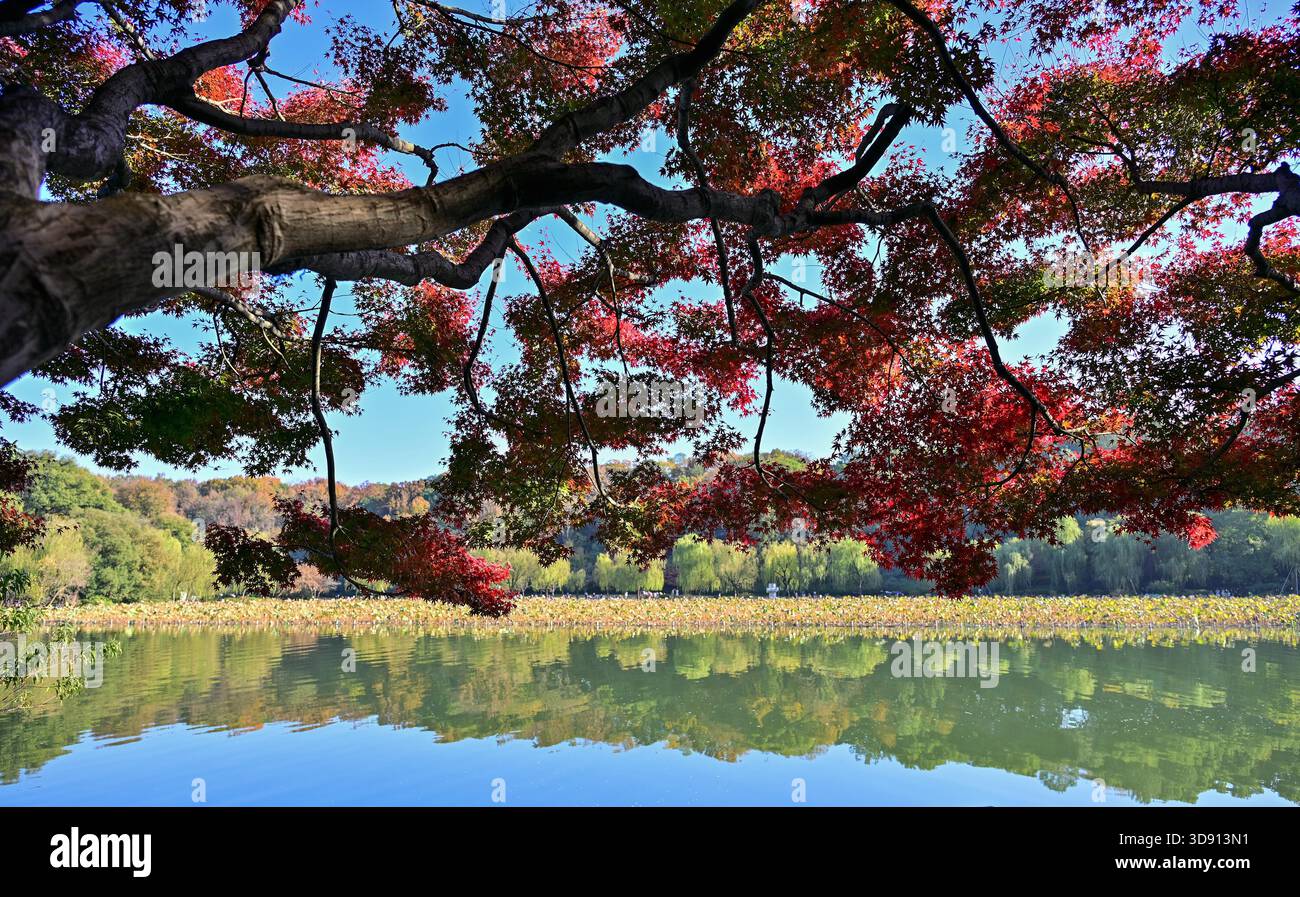 Maple trees at West Lake scenic area attract tourists in Hangzhou City ...