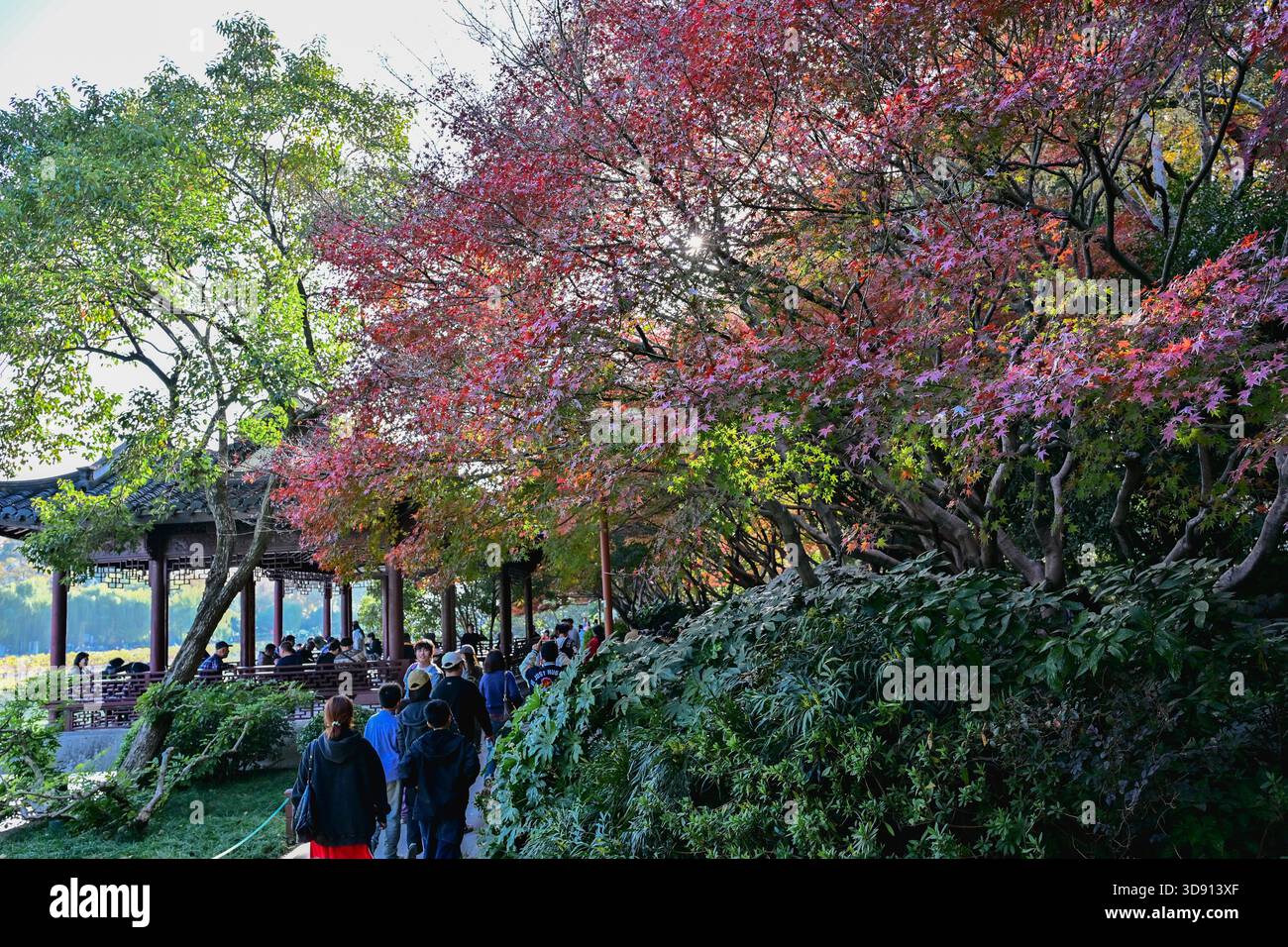 Maple trees at West Lake scenic area attract tourists in Hangzhou City ...